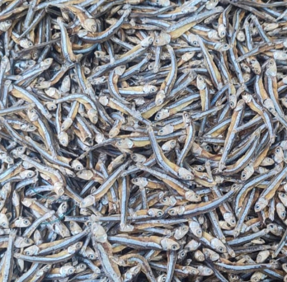 Sun Dried Salted Sprats Anchovy (Halmasso) Headless Sprats 100% High ...