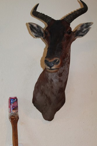 Taxidermy Tsessebe Head Shoulder Mount Africa Safari Hunt Whitetail ...