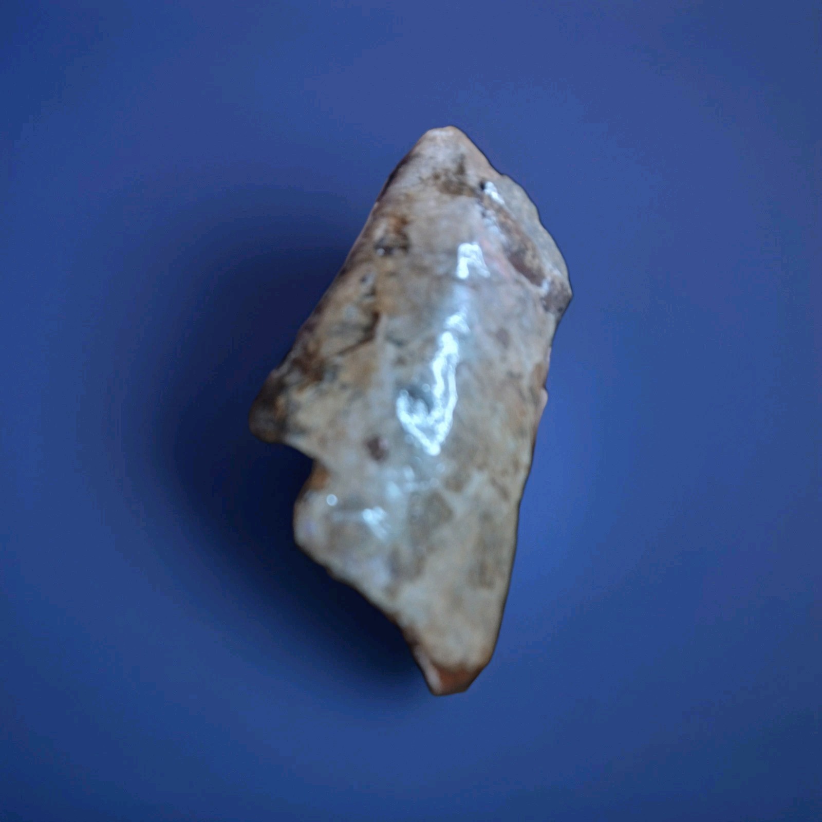 Extra Large Baculite/ammolite/ Iridescent/Opalized Fossil/gem | eBay