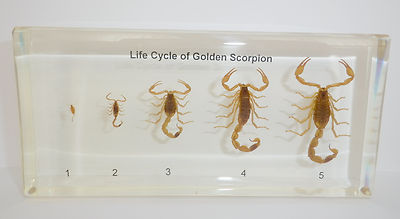 Scorpion Life Cycle