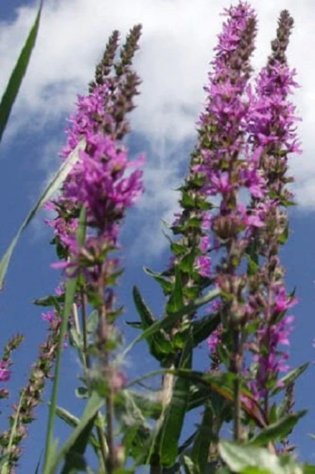 1000 PINK WINGED LOOSESTRIFE Lythrum Alatum Flower Seeds | eBay