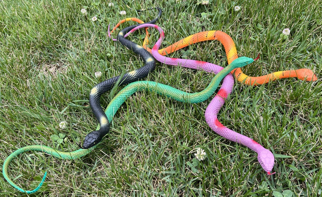 Rainforests Snakes