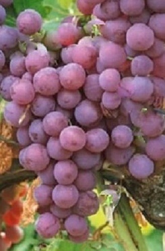 Suffolk Red Seedless Grape, 2 year old live | Grelly USA