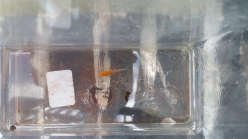 adult breeding group of tricolor medaka rice fish | eBay