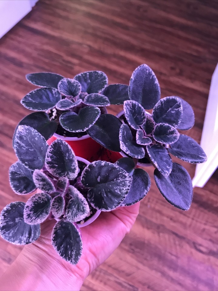 African violet Plant “Cajun’s Le Bon Ton Roule” Variegated. (Semi ...