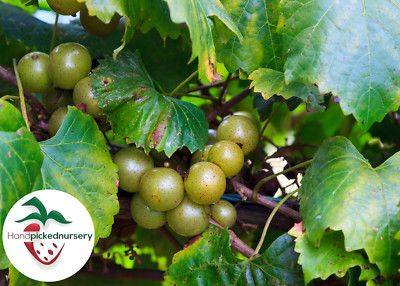 Early Fry Muscadine Grape Vine - Bare Root Live Plants - 2 Year Old ...