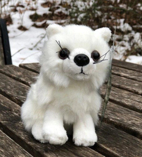 Cute Baby Arctic Wolf