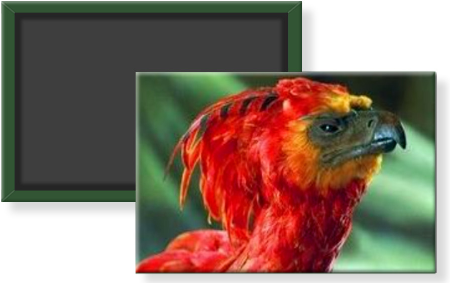 Phoenix Bird Harry Potter Fawkes