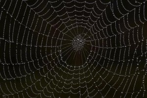 Cobweb's Cupboard | eBay Stores