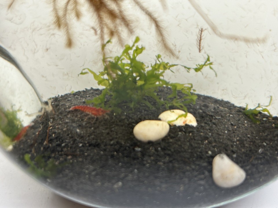 Ecosystem Red shrimp ecosphere | eBay