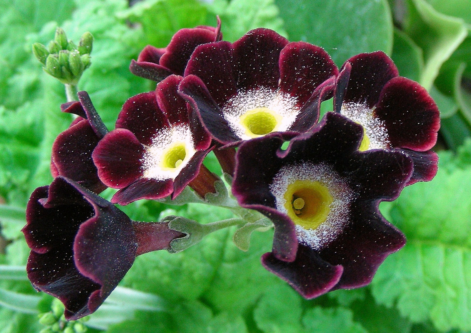 Garden or Border Auricula Seeds : Mixed Colours : Alpine Primula ...