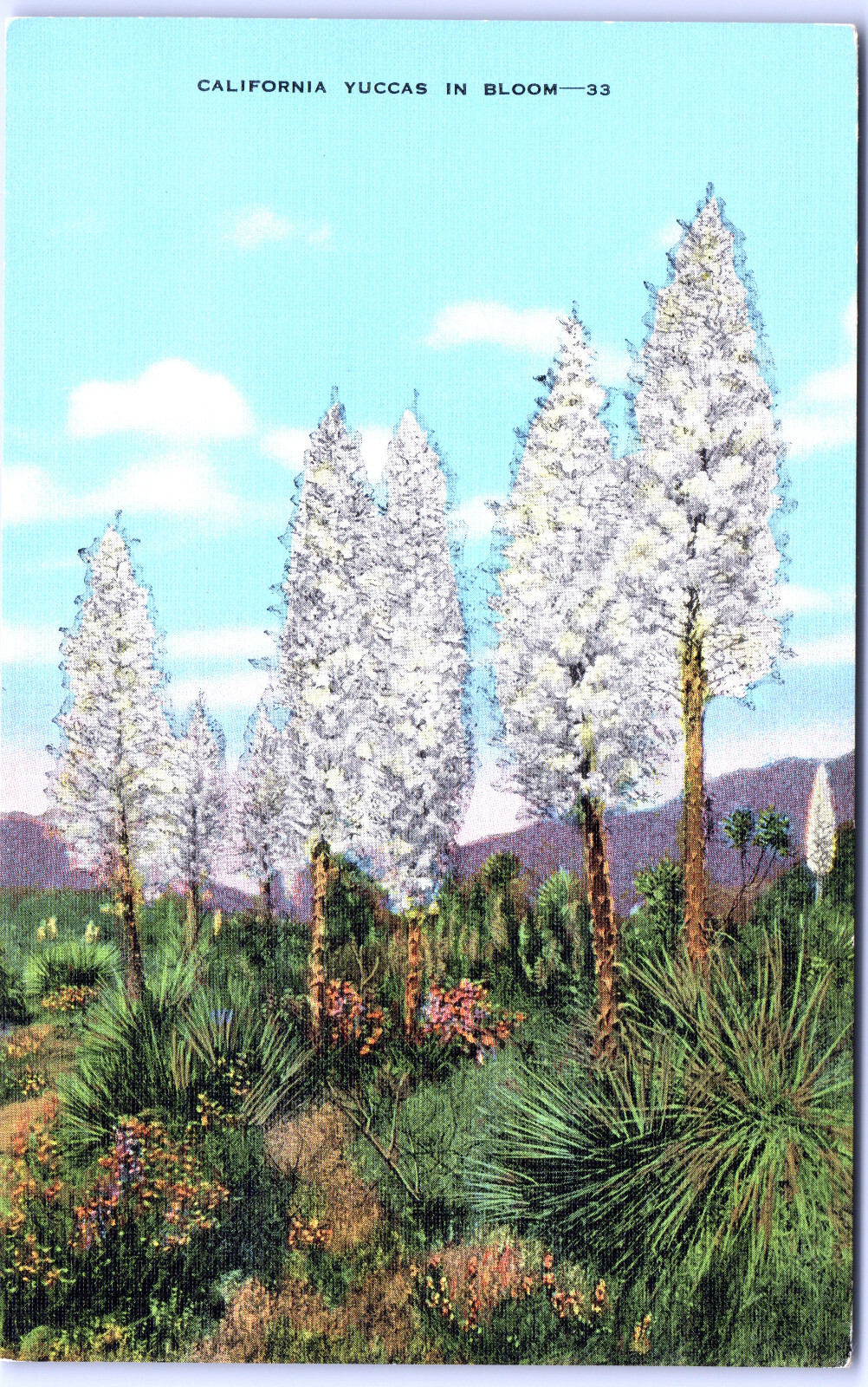 Postcard CA California Yuccas in Bloom K10 | eBay