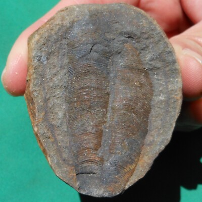 Conularid Fossil Conularia quichua Bolivia | eBay Australia