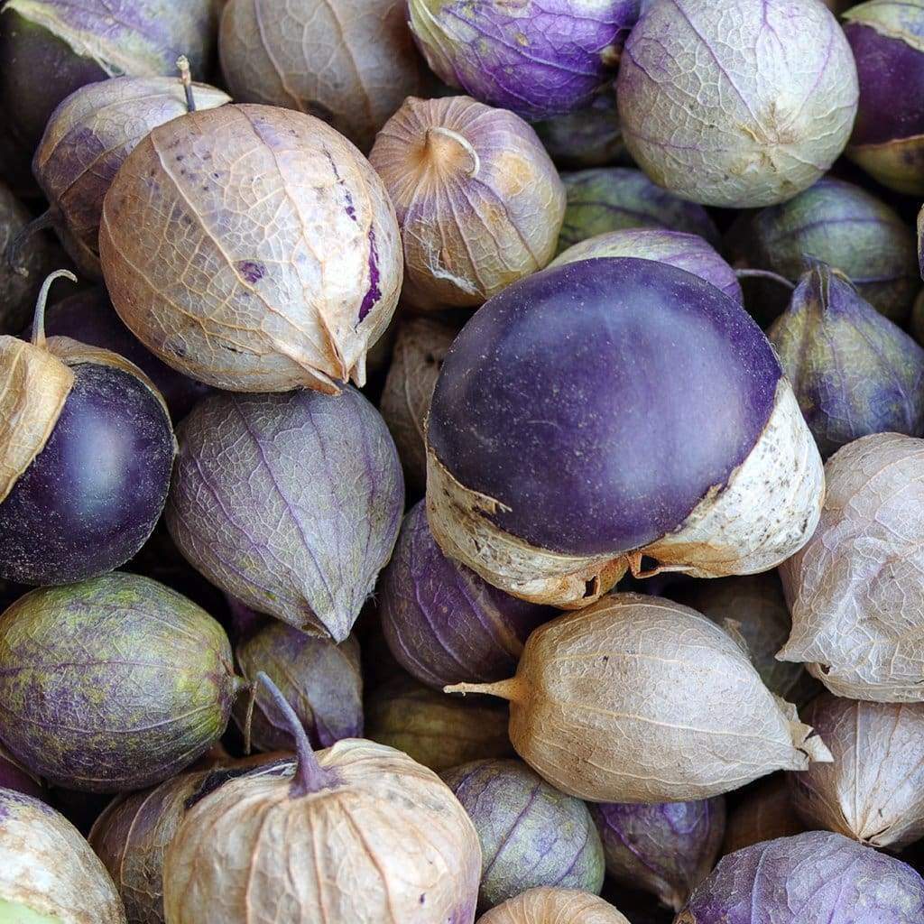 Purple Tomatillo Seeds 50 Ct Vegetable Salsa HEIRLOOM NON-GMO USA FREE ...