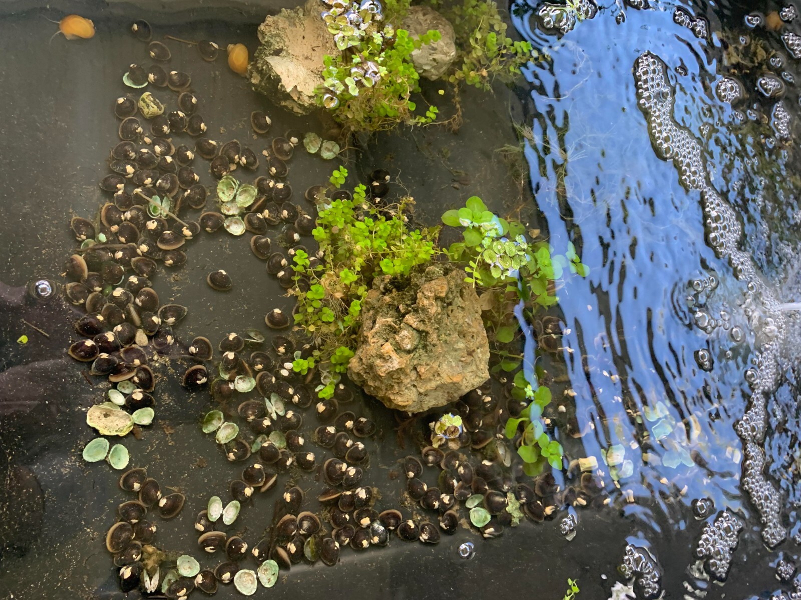 Live Freshwater Clams and Mussels bio filter Aquariums Ponds cleaner ...