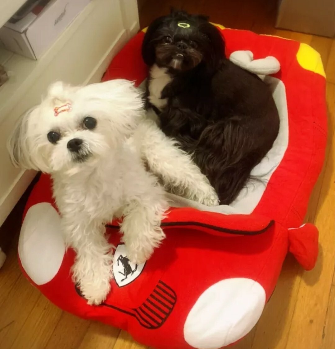 Red Corvette Dog Beds Red Dog Bed | Warm Appearance