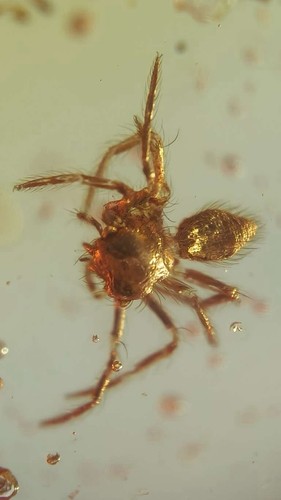 Fossil amber Insect Burmese burmite Cretaceous Spider Myanmar 15.5/13/4 ...