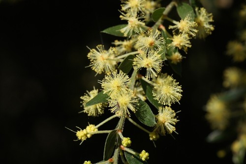 Acacia howittii Seeds - "Sticky Wattle", "Howitt's Wattle" Australian ...