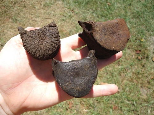 3 RARE GROUND SLOTH VERTEBRAE FLORIDA FOSSILS ICE AGE EXTINCT CLAW CORE ...
