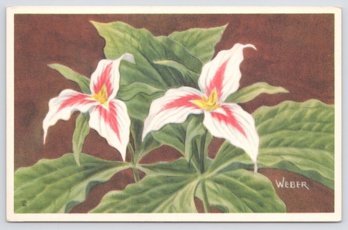 Flowers~Painted Trillium Or Wake-Robin~Weber Art~NWF 1949 Vintage ...