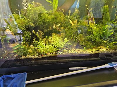 Aquarium Grown Java Moss Golf Ball Size Portion Buy 2 Get 1 Free | eBay