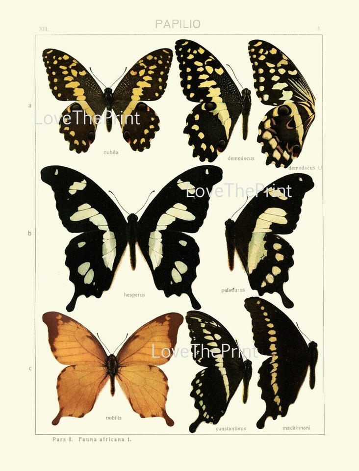 Vintage Butterfly Chart Wall Art Set of 9 Prints Beautiful Antique ...