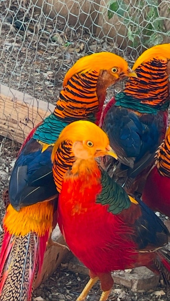 PRE-SALE. 6+ Red Golden Pheasant Hatching Eggs ( SHIP MID APRIL 2026 ...