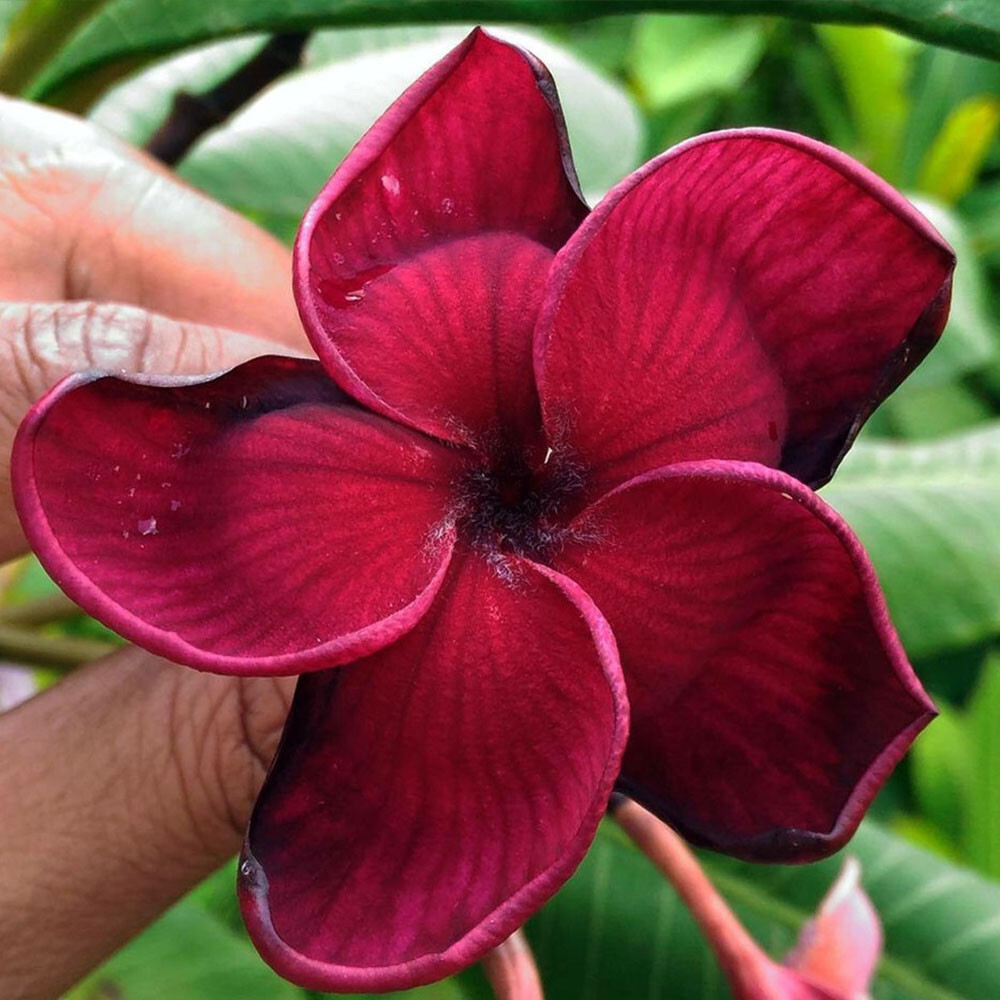 Plumeria Black Tiger
