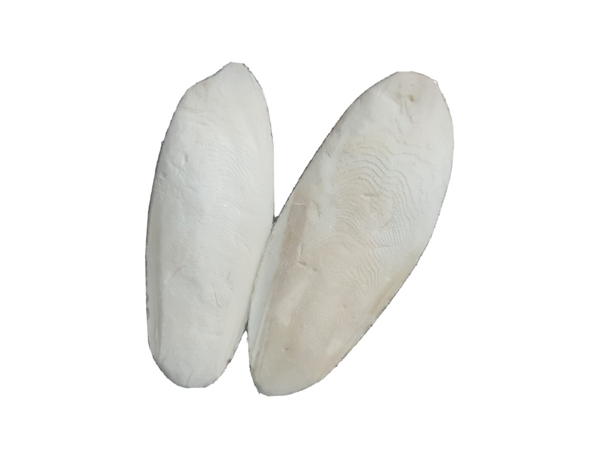 Cuttlefish Bone Cuttlebone For Canary Small To Medium Birds Natural