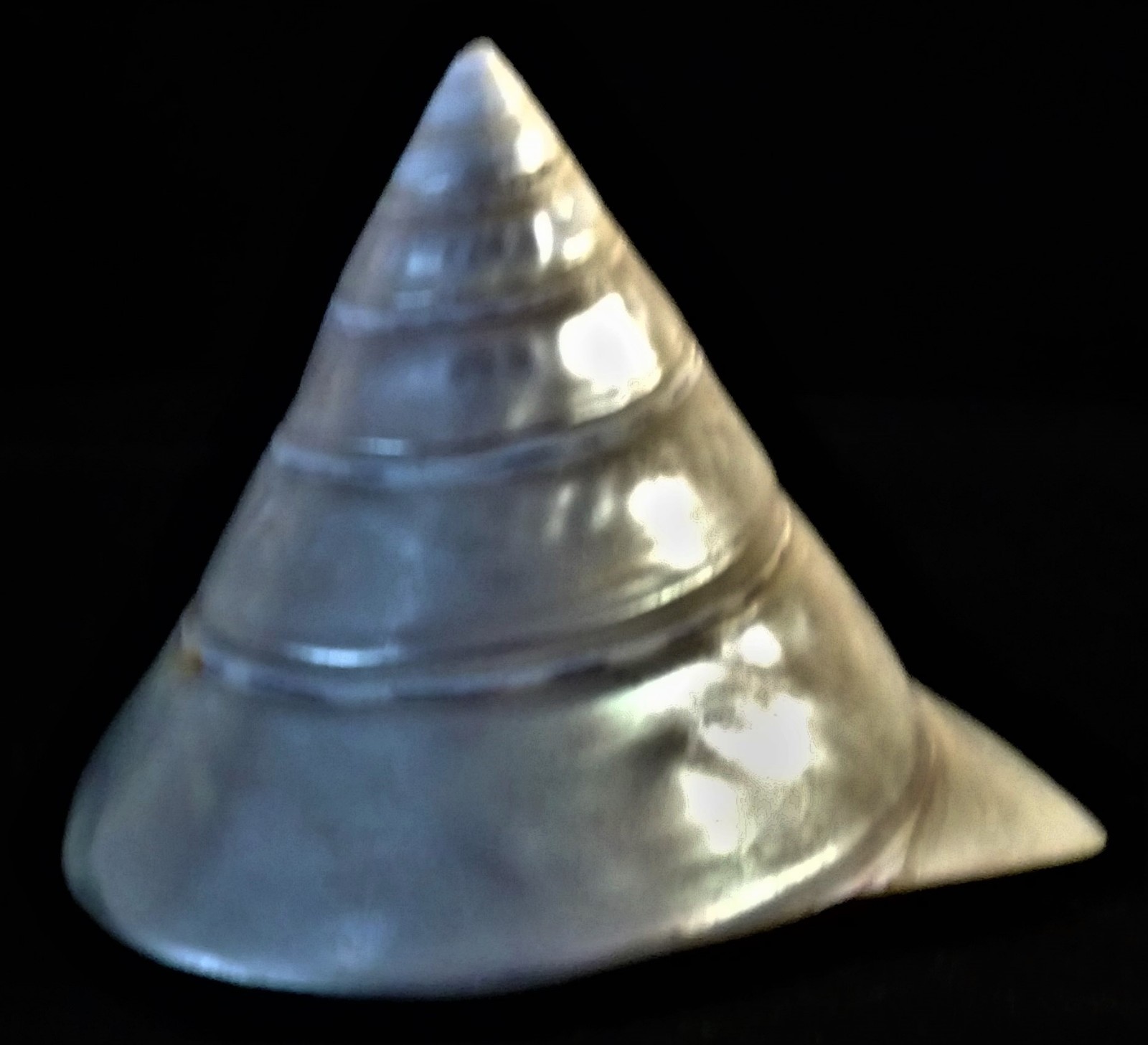 Conical White Mother of Pearl Trochus Tectus Niloticus Seashell, 3" T x ...