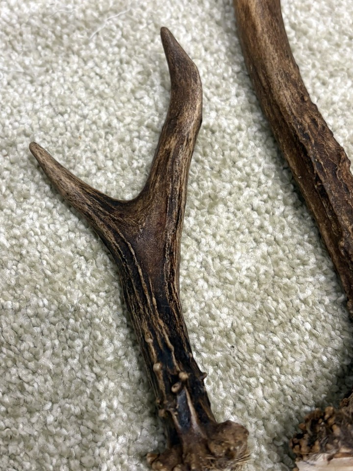 5 pieces of Roe Deer Antlers, Dog Chew, Crafting, Stick Making Decor ...