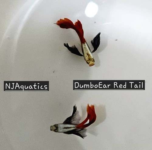High Quality Platinum Dumbo Red Tail BigEar Guppies- 1 Pair - 1M/1F ...