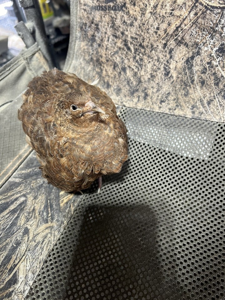 Red Range 10+ Fertile Hatching Eggs Quail | eBay