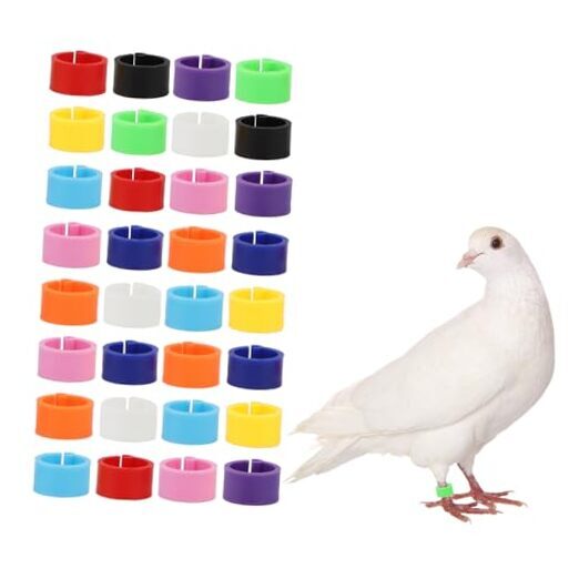 100PCS Poultry Leg Rings Quail Clip on Foot Bands for Chicks Pullets ...