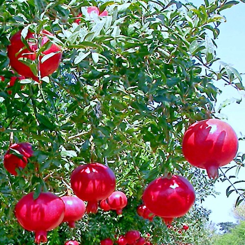 20 DWARF Pomegranate Tree Seeds (Punica granatum) Nana Garden Fruit ...