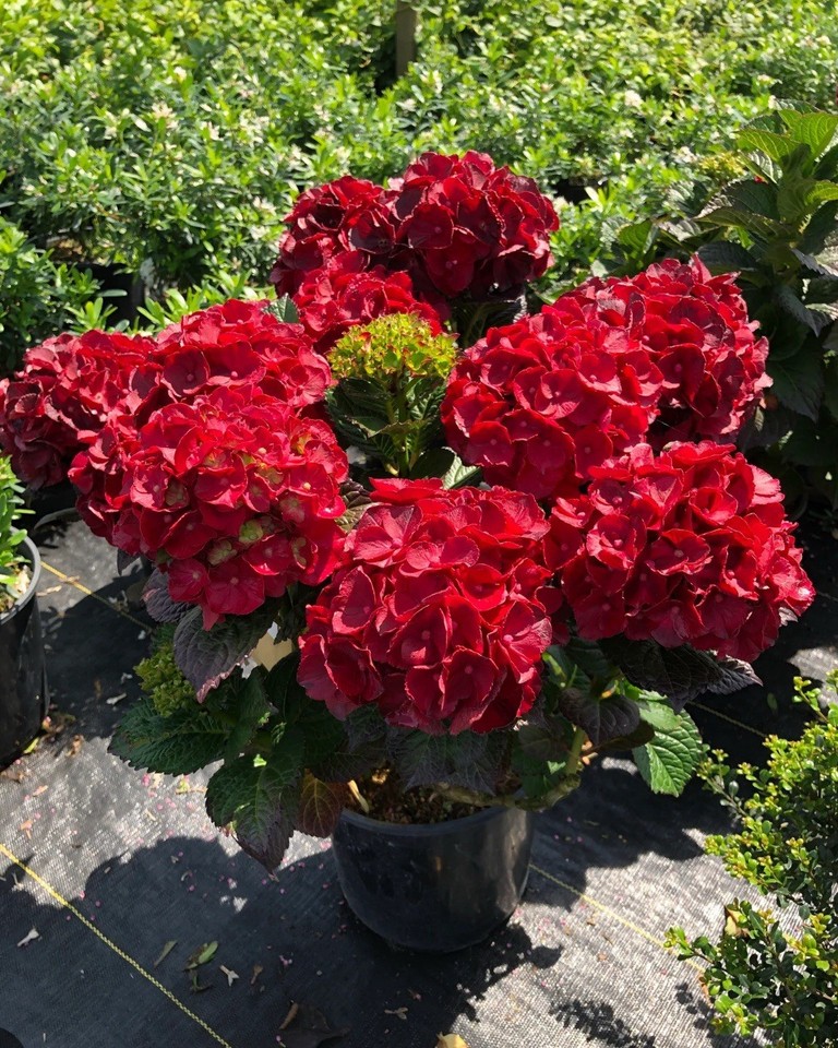 Heart Throb**Hydrangea Well Rooted Starter Plant**Blood Red Blooms! | eBay
