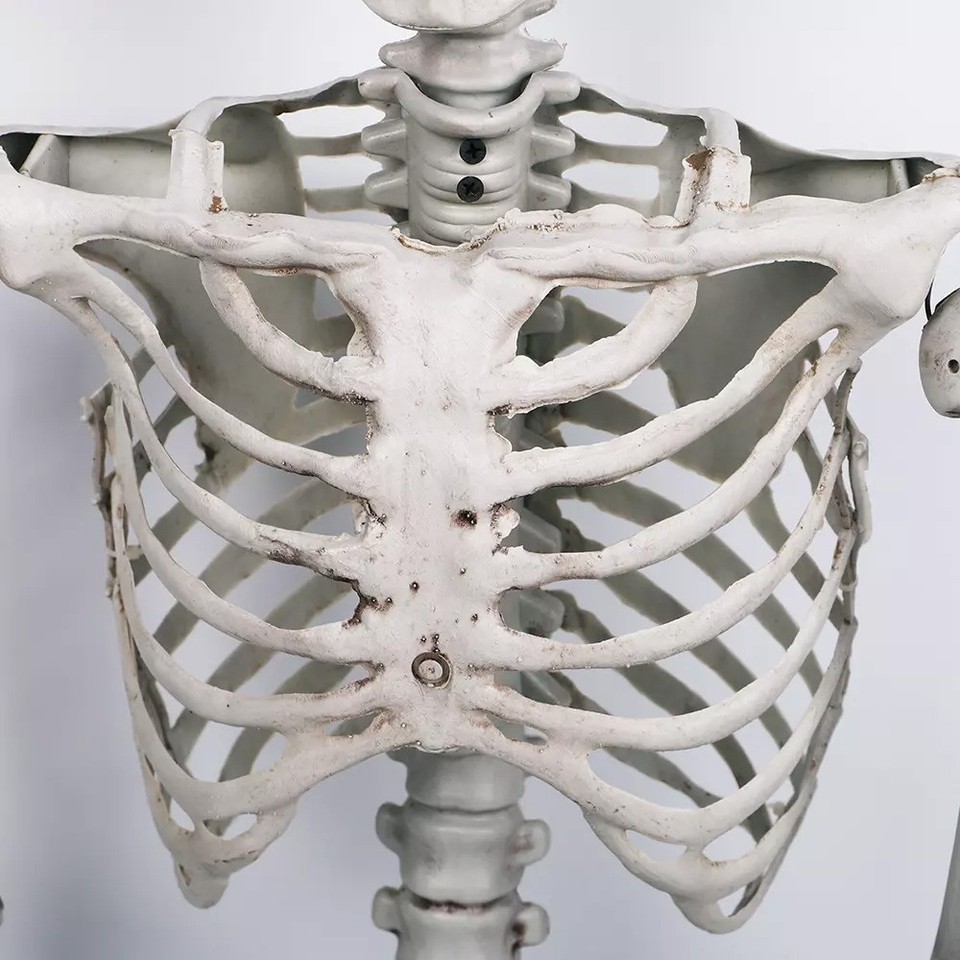 170cm Halloween Poseable Skeleton Full Life Size Human Skeleton ...