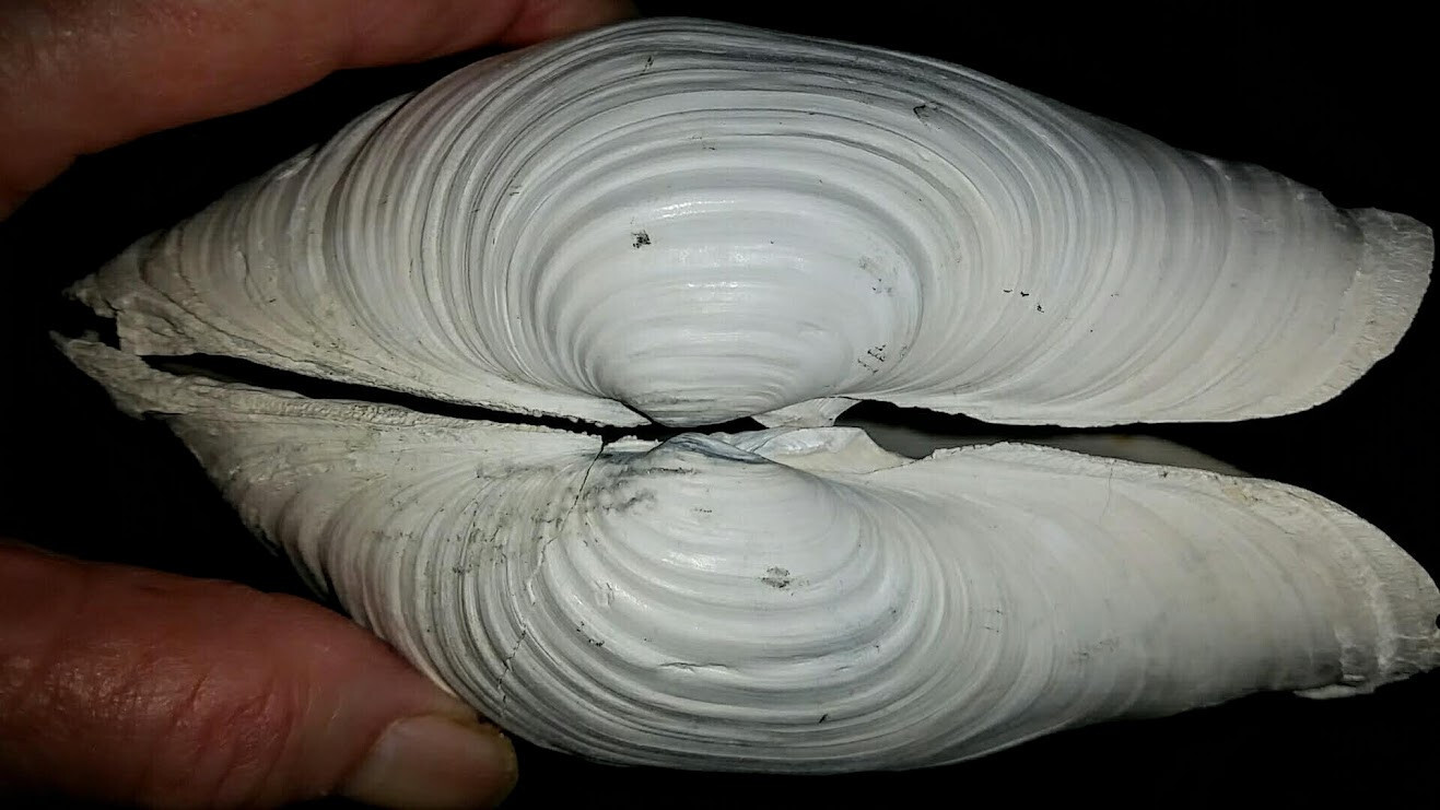 Whole Bivalve Fossil / Fossilized Panopea floridana shell collectors ...