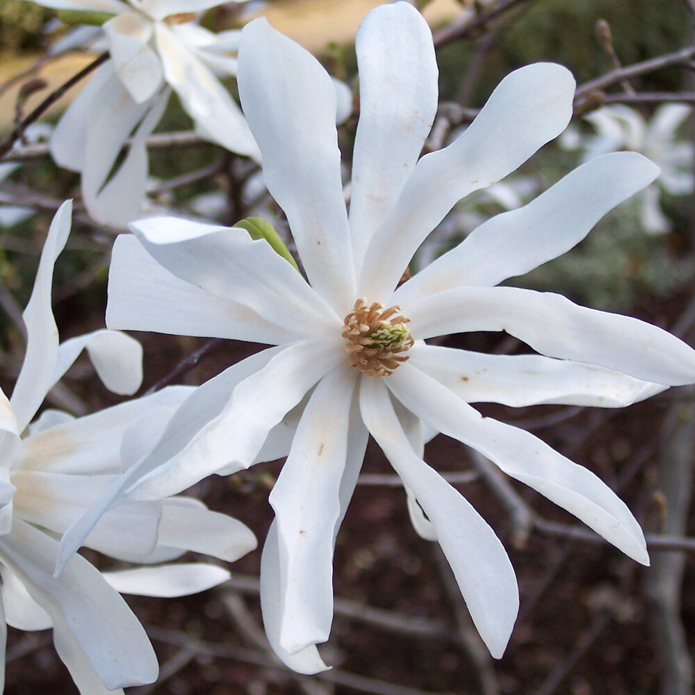 1 X MAGNOLIA STELLATA STARRY MAGNOLIA DECIDUOUS SHRUB HARDY GARDEN ...
