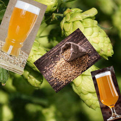 CITRA IPA Extract Beer Recipe Homebrew kit Malt hops and grain ...