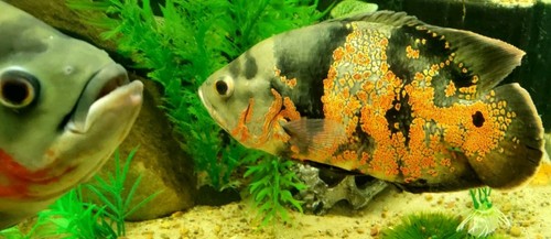 XL 'Tiger Oscar' Huge, Red & Black, Breeders, Price Each, 3 Left. | eBay