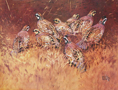 Bobwhite Quail Covey by Lynn Bogue Hunt | eBay