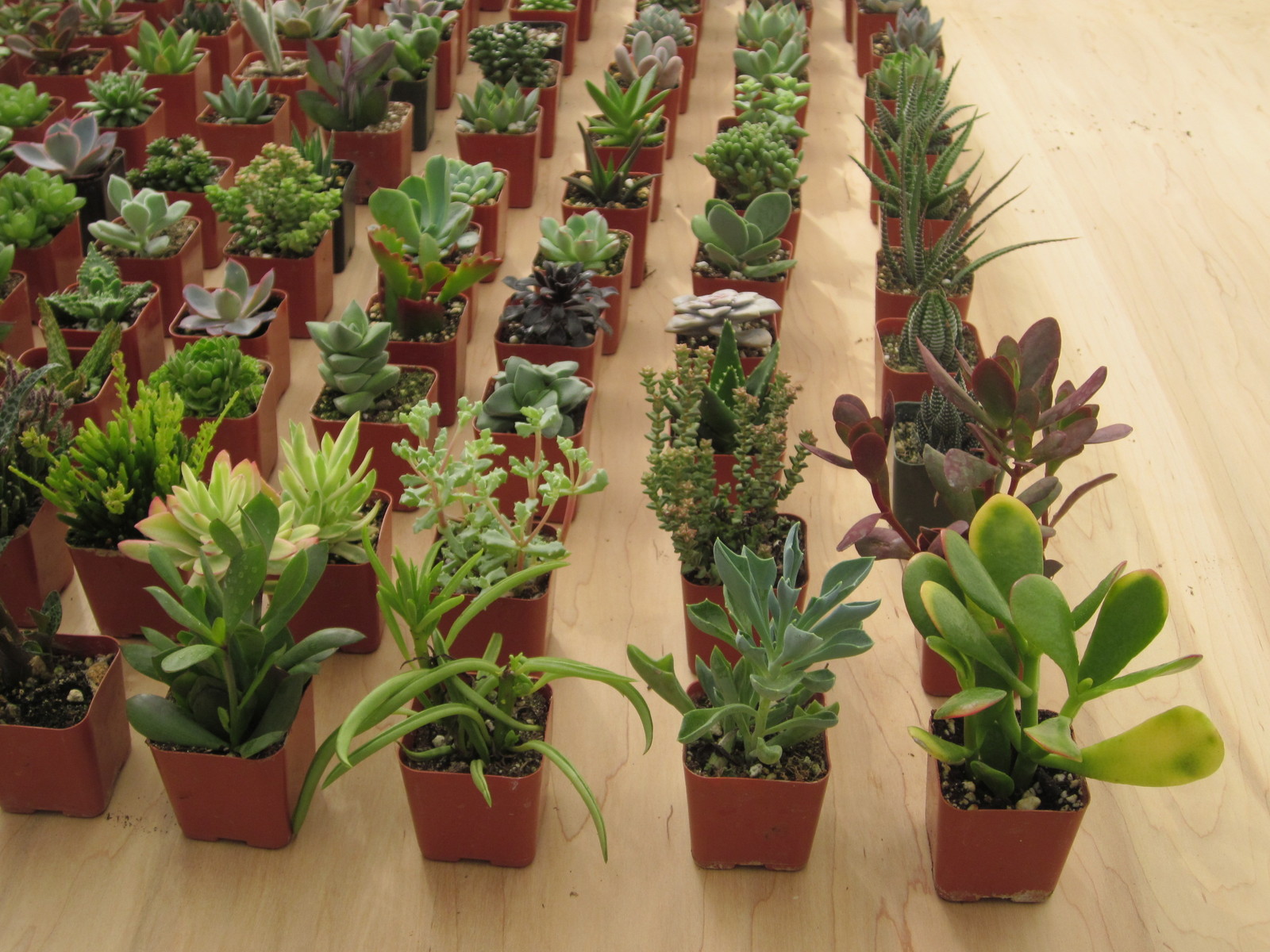 2" Misc. Combination Mix 20pc. Plastic container | eBay