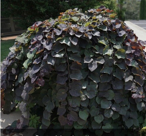 Cercis canadensis RUBY FALLS weeping redbud plant, 2-3 ft tall | eBay