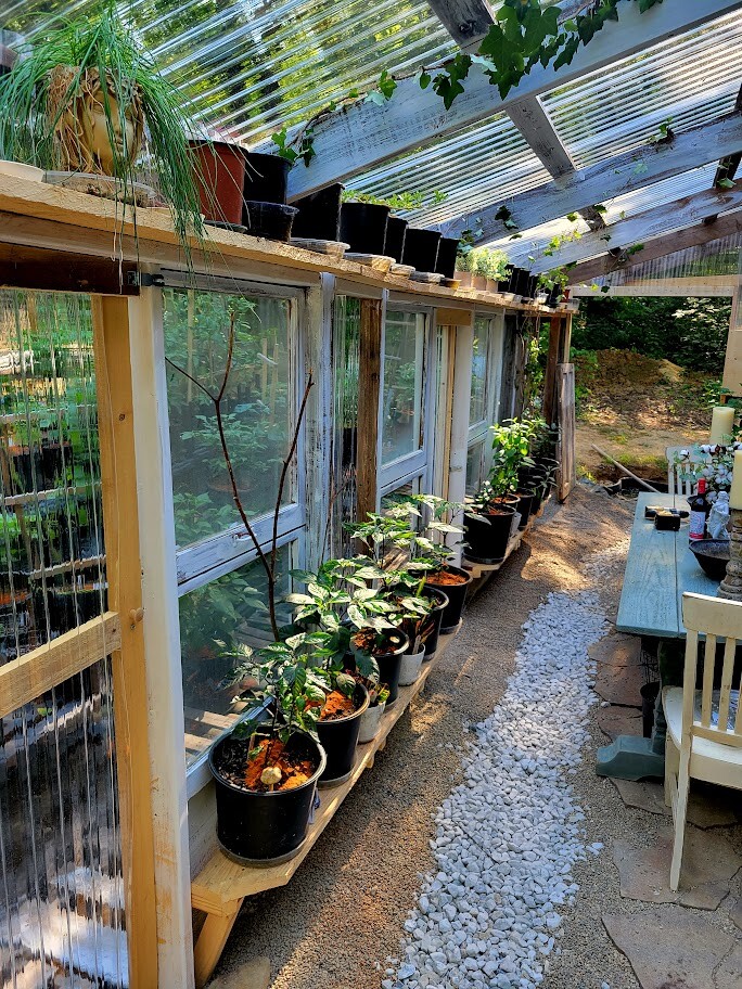 Golden Marconi Rosso Italian Sweet Pepper Seeds Unique Creek Homestead ...