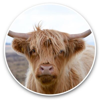 2 x Vinyl Stickers 25cm - Highland Cow Dartmoor Devon #45328 | eBay UK