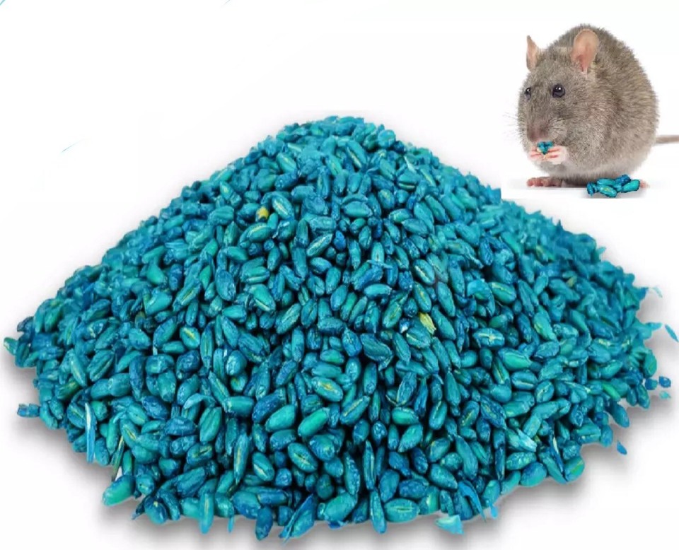 RAT POISON/KILLER GRAIN MOUSE POISON 4x50g SACHETS, EXTRA STRONG GRADE ...