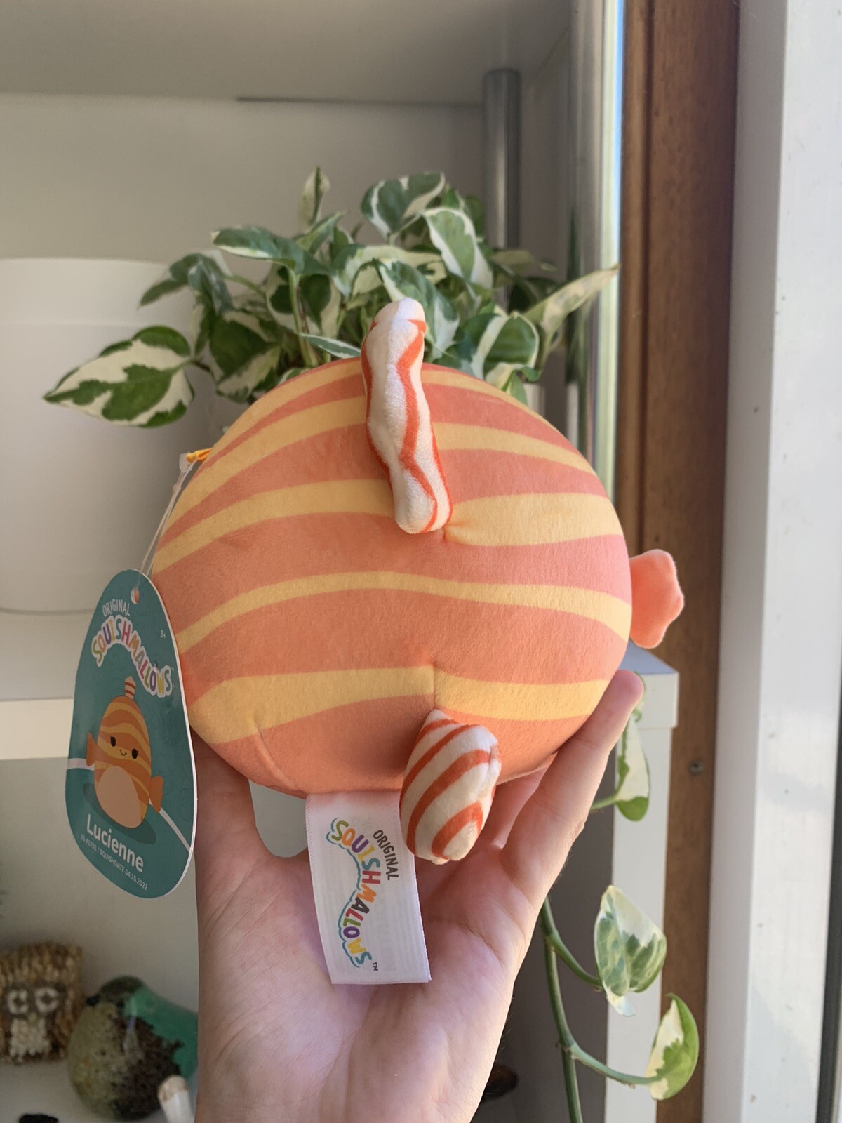 Squishmallows 5" Lucienne Lionfish NWT Squish Plush Ocean Fish Squish ...