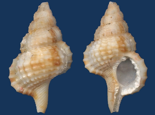 Shell Ranella olearium Seashell | eBay