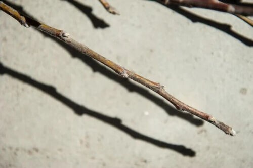 Apple Fruit tree scion wood grafting material | eBay